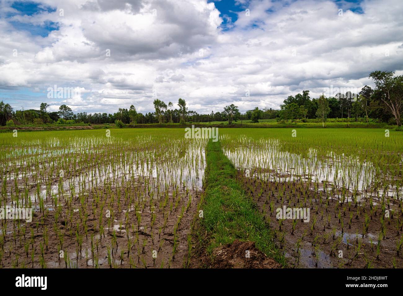 paddy, rice cultivation, rice plant, paddies, rice paddy, rice ...
