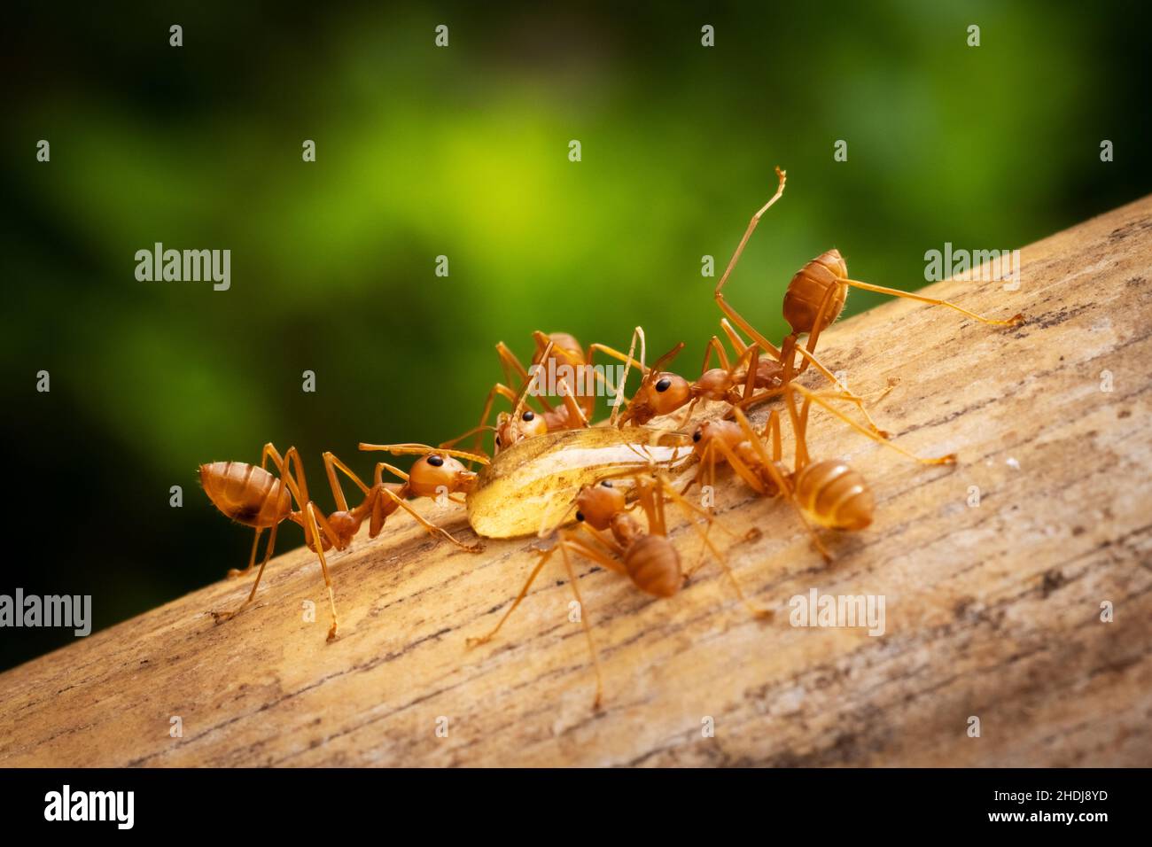 red imported fire ant Stock Photo - Alamy