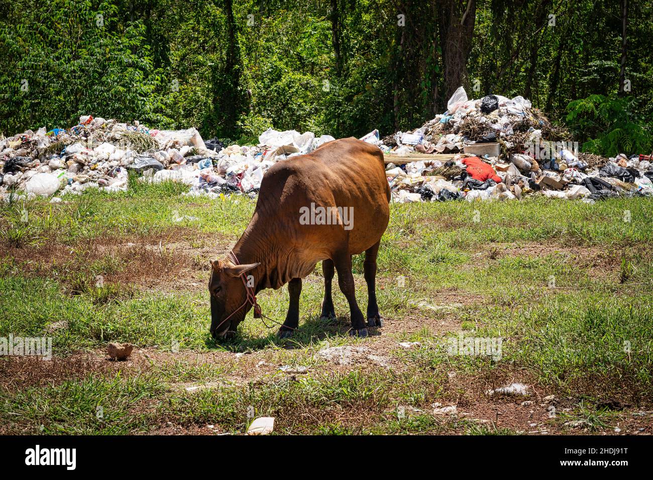 Cattle waste hi-res stock photography and images - Alamy