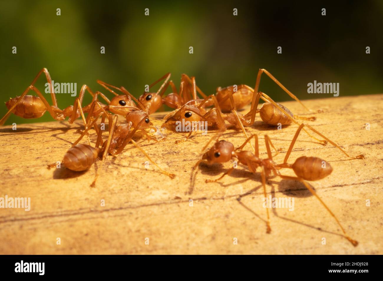 ant, red imported fire ant, ants Stock Photo - Alamy