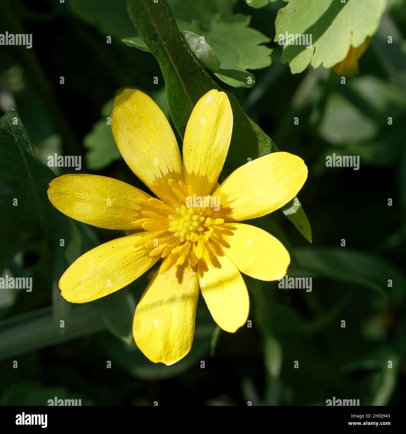 Ficaria is a small genus of several species of plants in family ...
