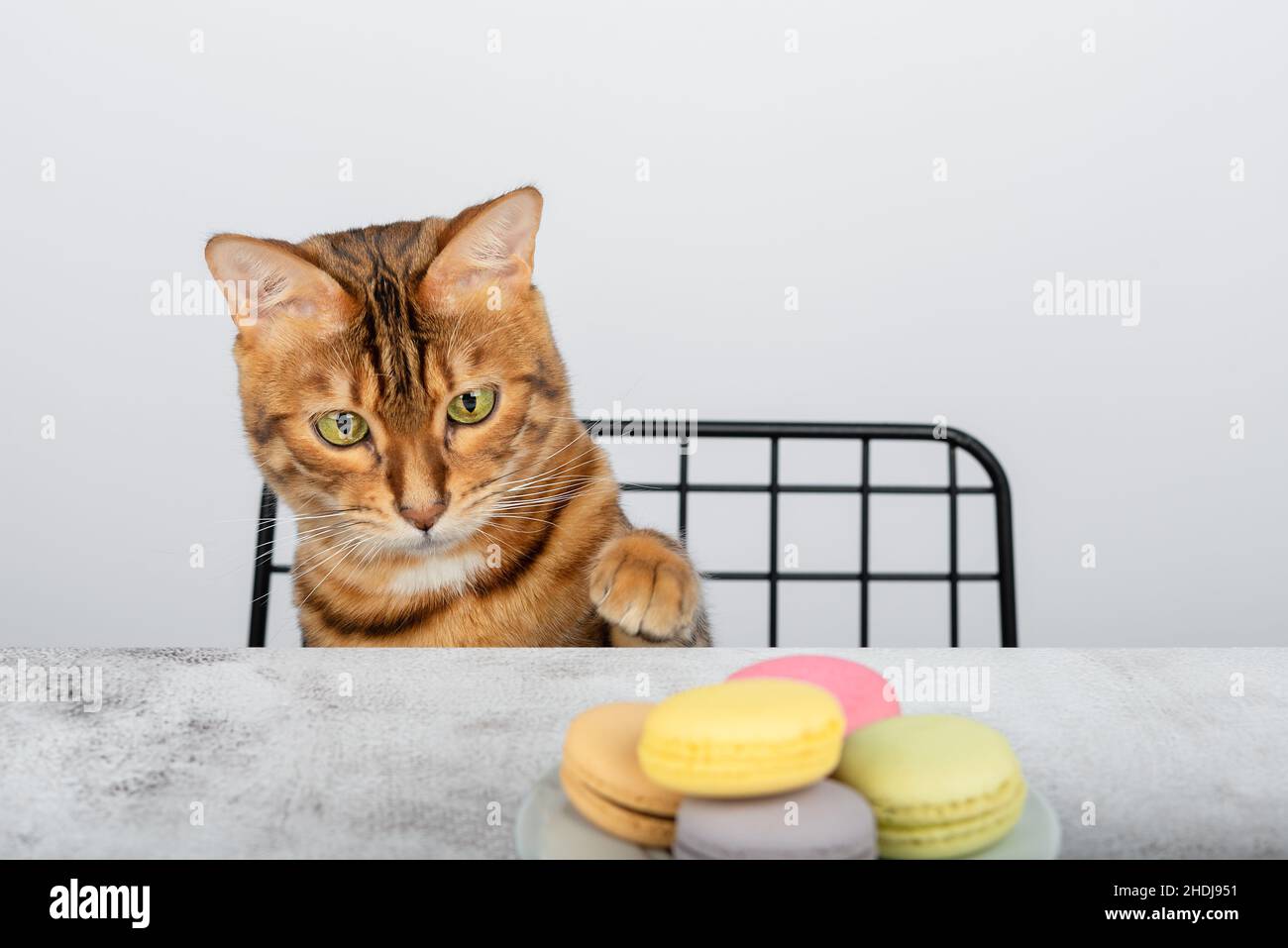 A ginger cat reaches with its paw for a plate of macaroon cookies Stock ...