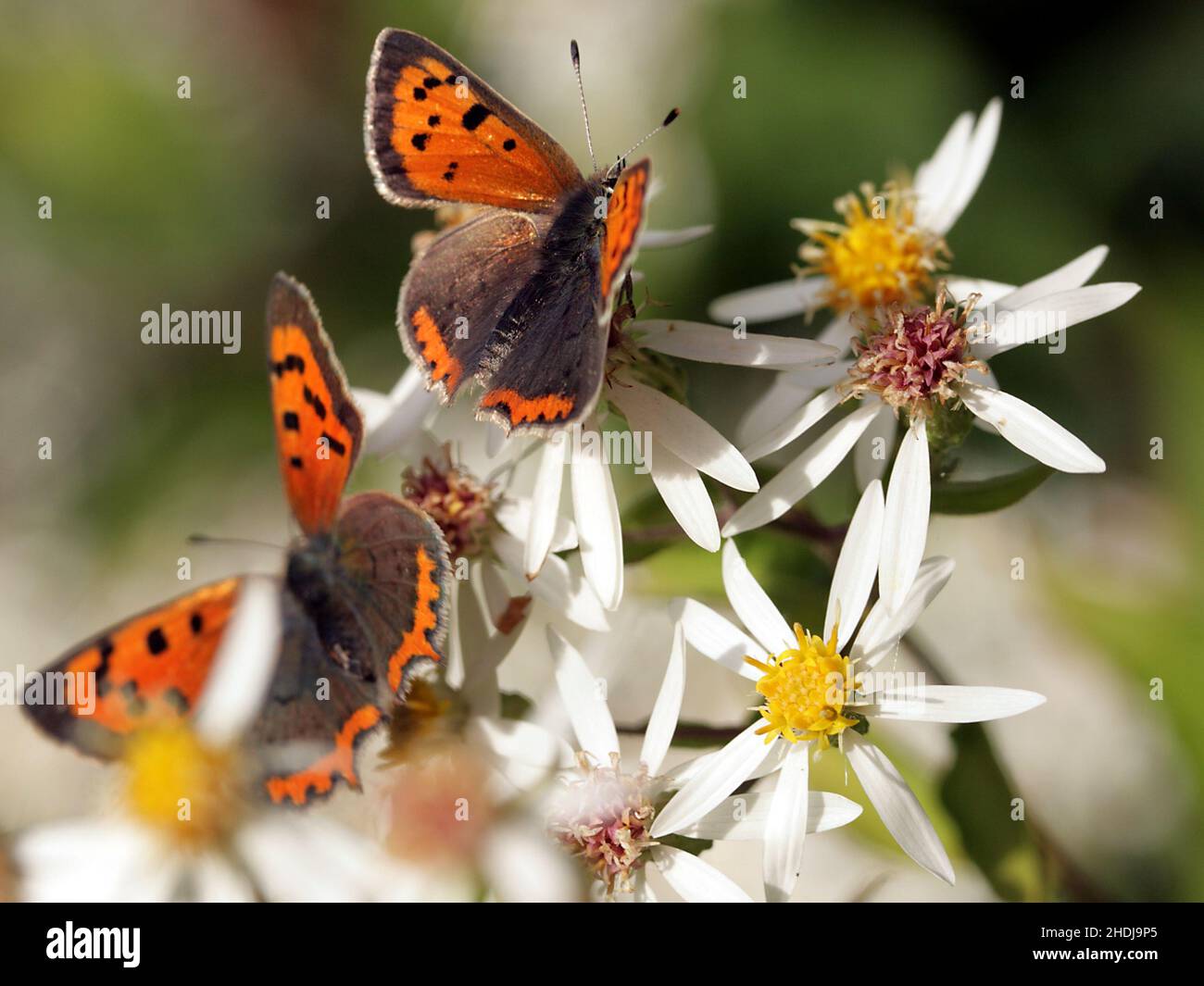 copper butterfly, copper butterflies Stock Photo - Alamy