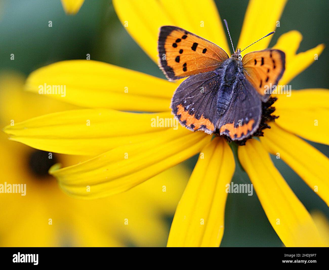 copper butterfly, copper butterflies Stock Photo - Alamy