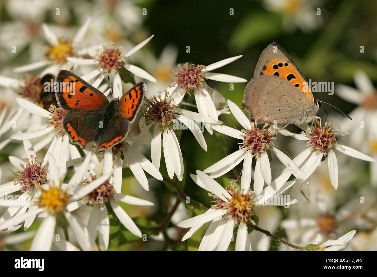copper butterfly, copper butterflies Stock Photo - Alamy