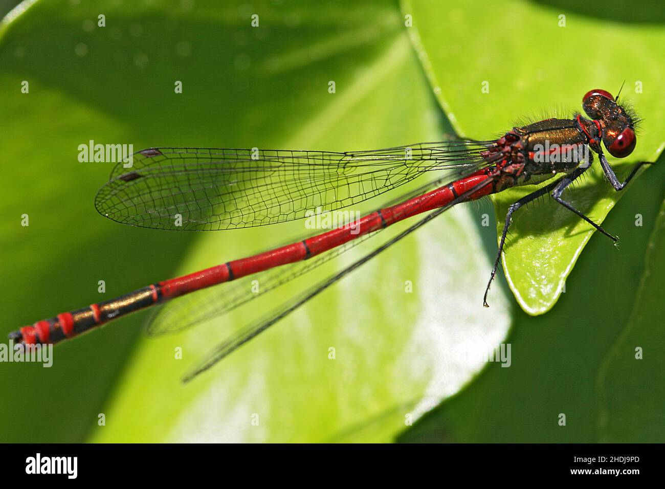 Coenagrionidaes hi-res stock photography and images - Alamy