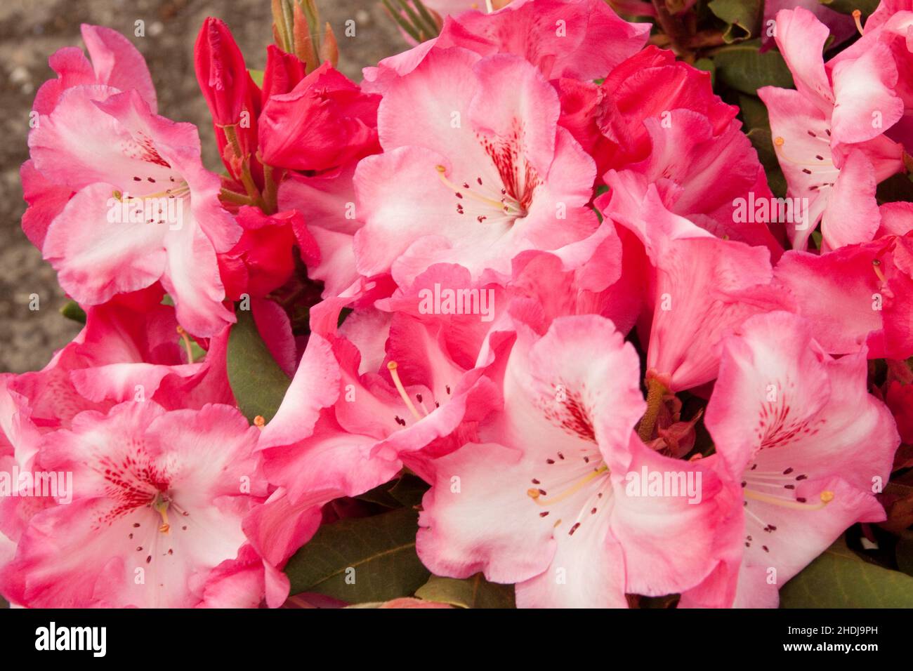 Rhododendron hybride charis hi-res stock photography and images - Alamy