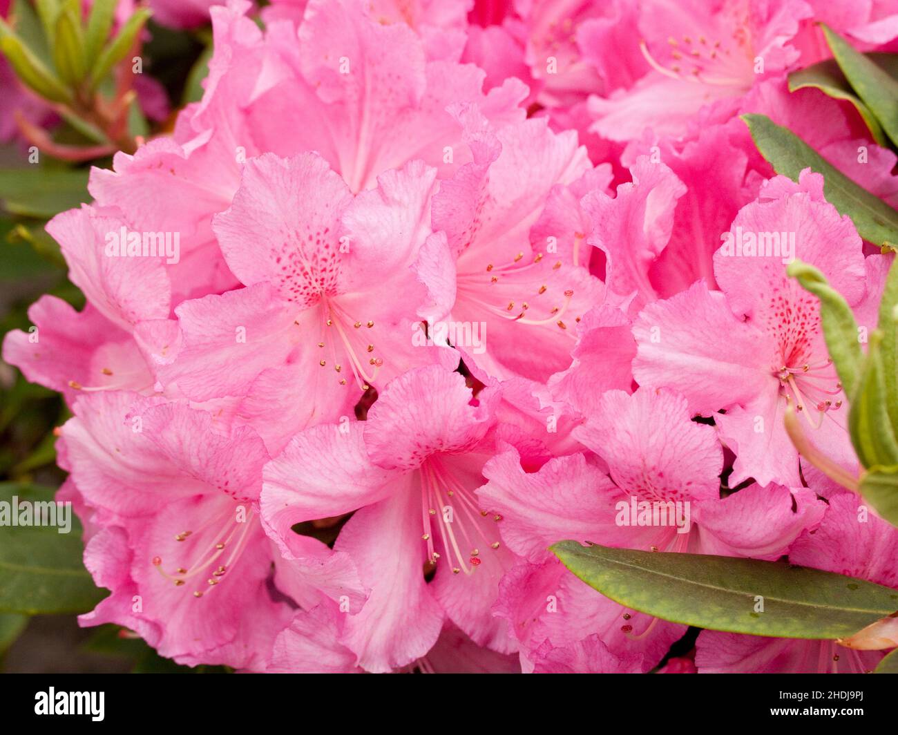 rhododendron flower, rhododendron flowers Stock Photo - Alamy