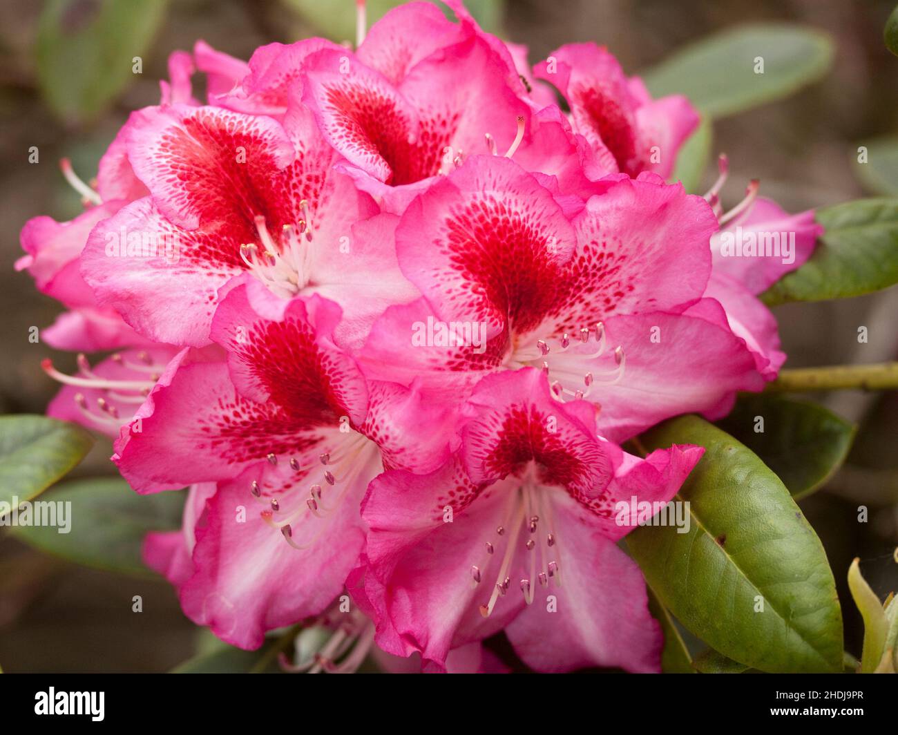 rhododendron, variety, rhododendrons, varieties Stock Photo - Alamy