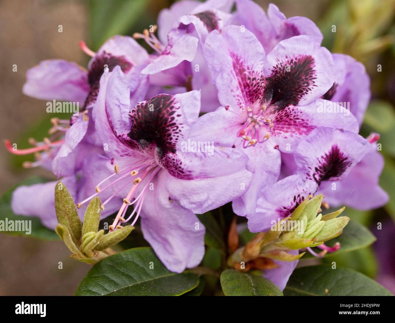 rhododendron, rhododendron flower, rhododendrons, rhododendron flowers ...