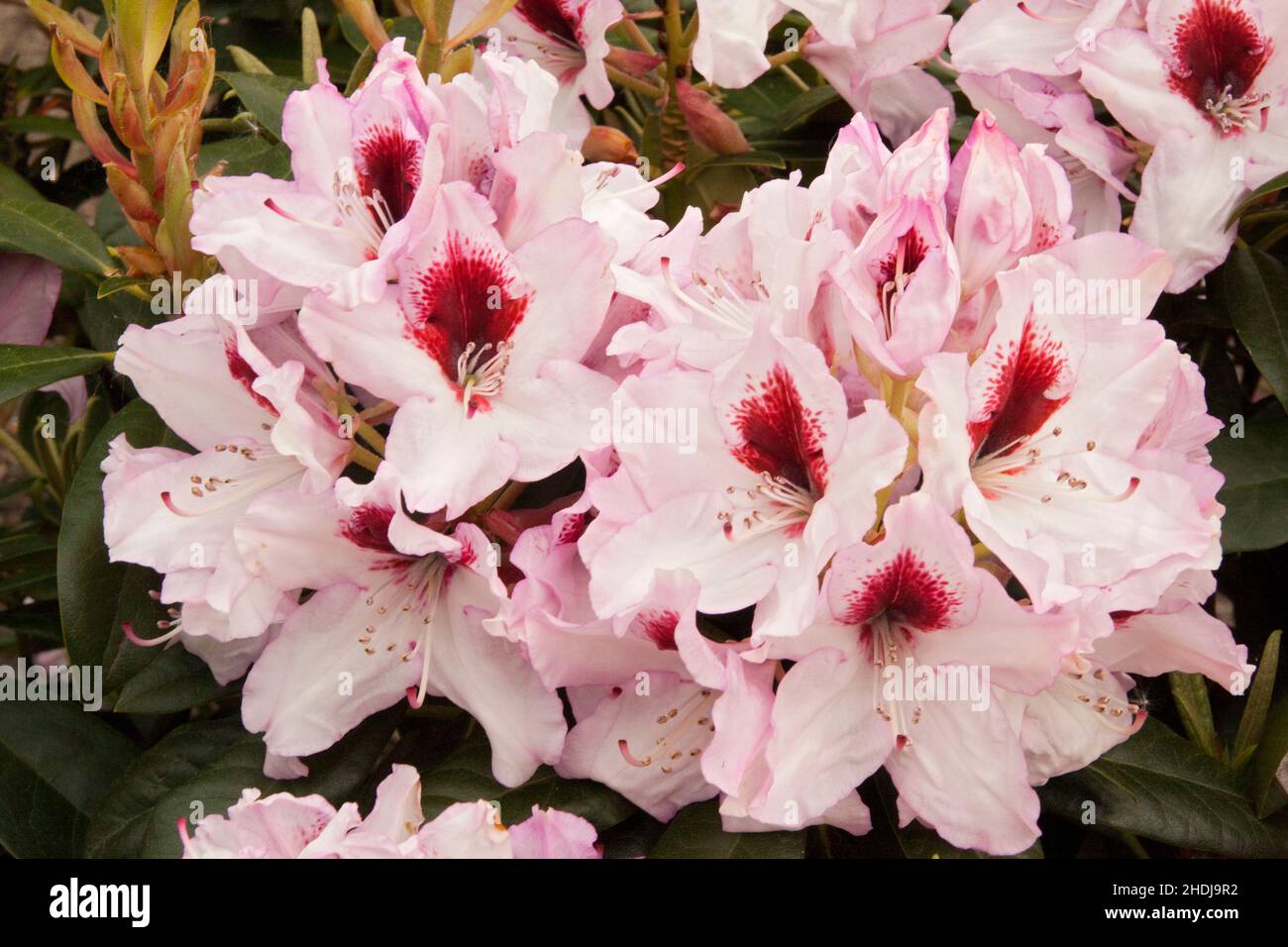 rhododendron, hybrid rhododendron, rhododendrons, rhododendron hybrid ...