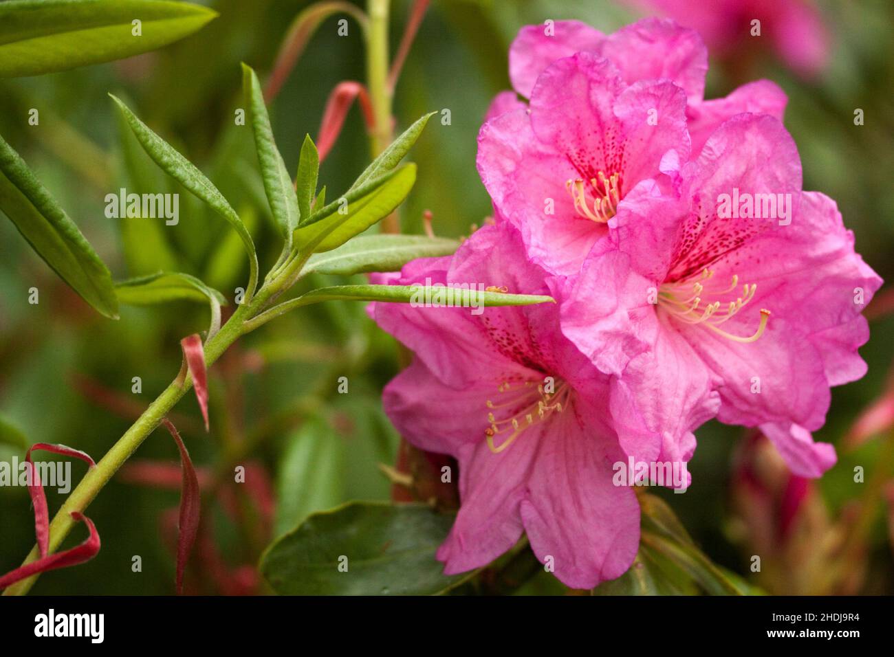 rhododendron, rhododendron flower, rhododendrons, rhododendron flowers ...