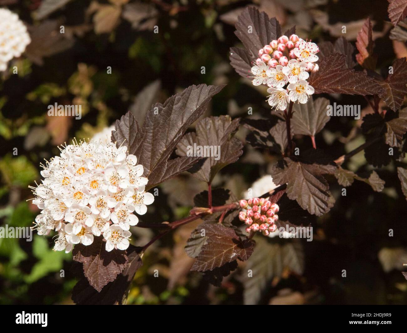 ornamental shrub, physocarpus opulifolius, ornamental shrubs, atlantic ...