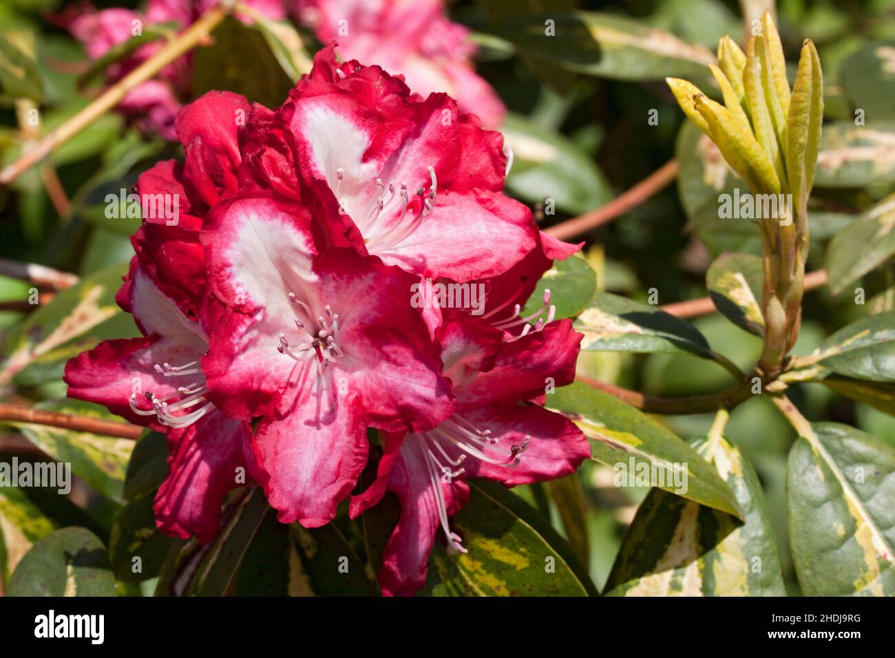 rhododendron, rhododendron flower, rhododendrons, rhododendron flowers ...