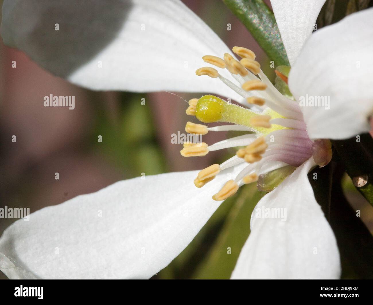 blossom, bitter orange, blossoms, bitter oranges Stock Photo - Alamy