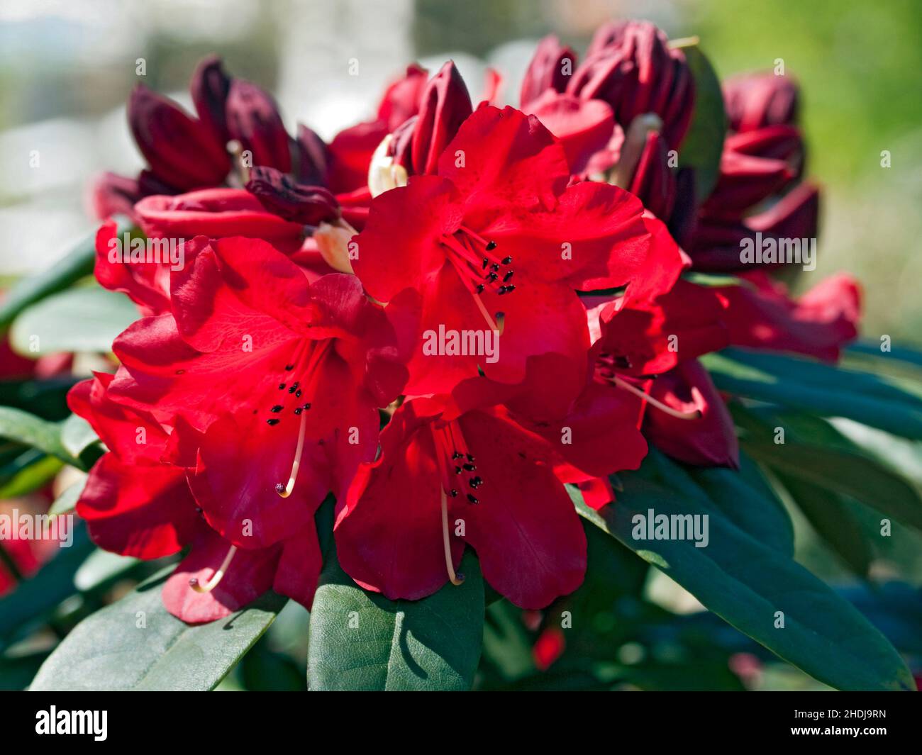 rhododendron, rhododendron flower, rhododendrons, rhododendron flowers ...