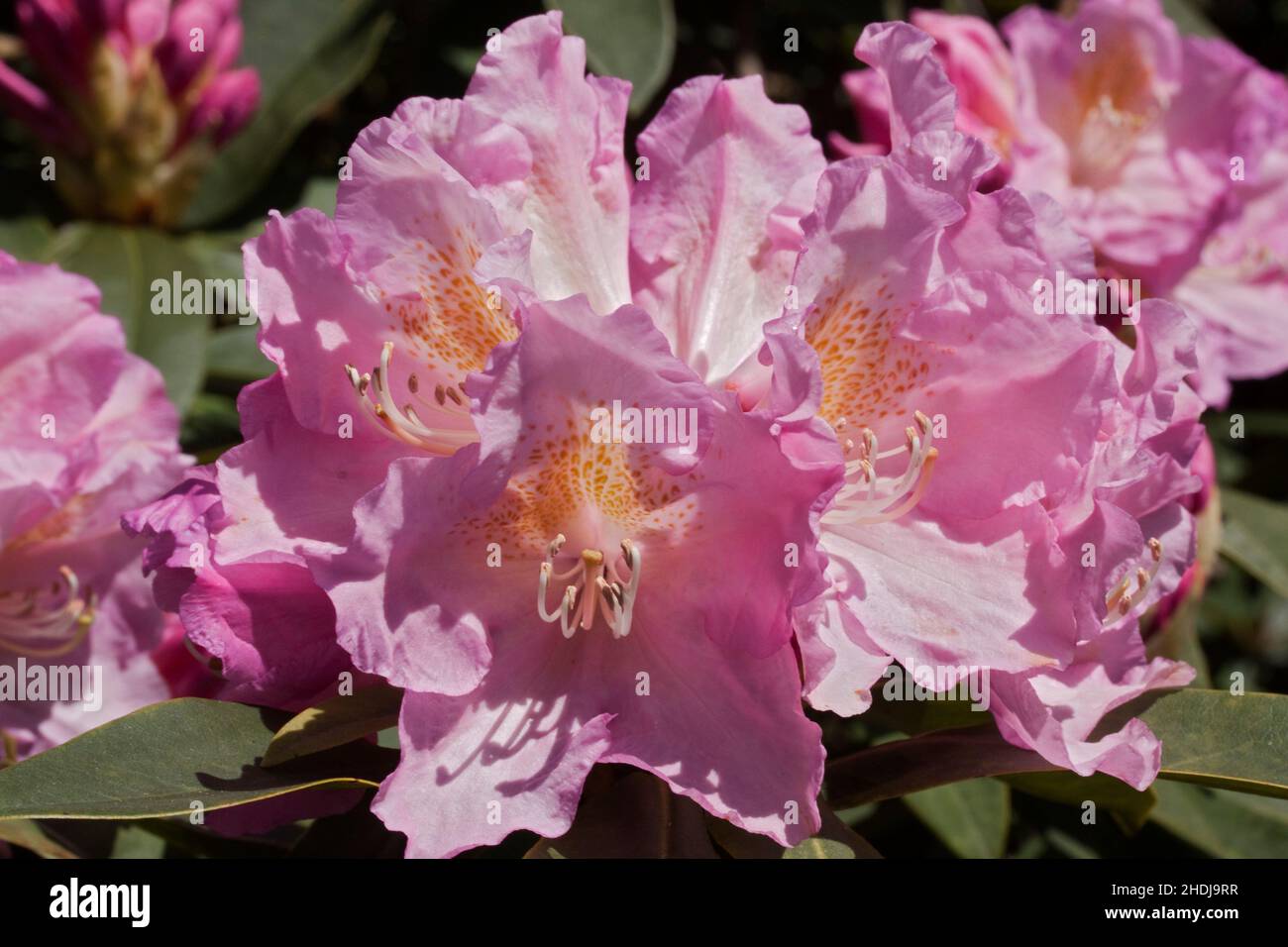 rhododendron, rhododendron flower, rhododendrons, rhododendron flowers ...