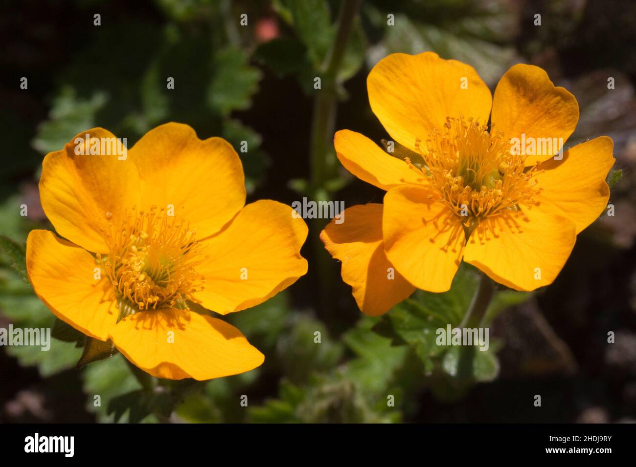 geum, alpine avens, geums, geum montanum Stock Photo - Alamy