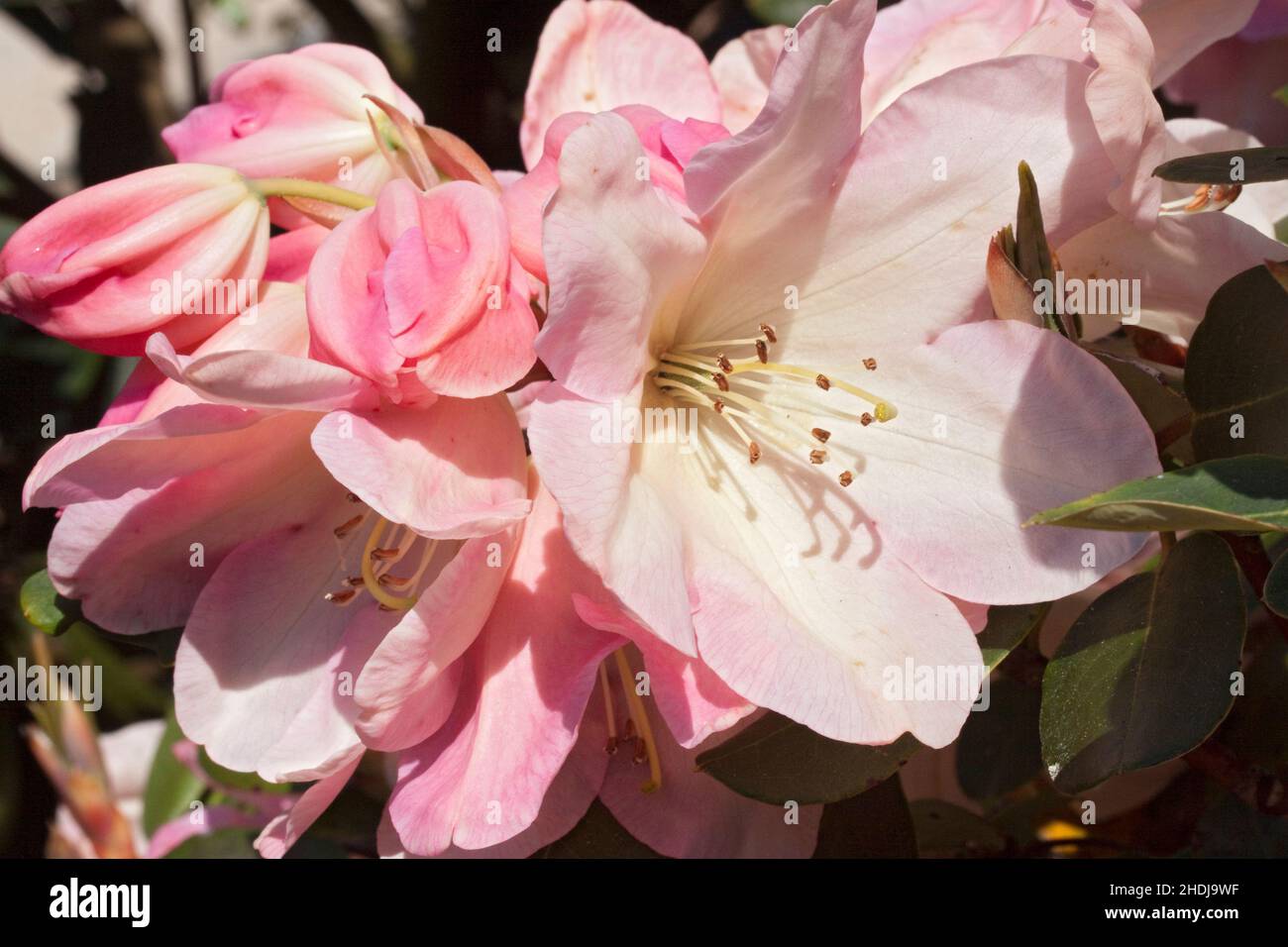 rhododendron, rhododendron flower, rhododendrons, rhododendron flowers ...