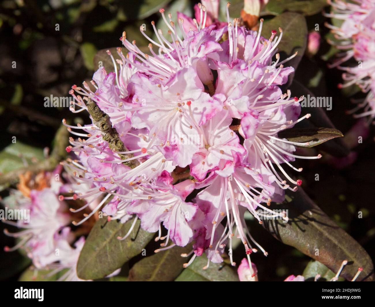 rhododendron flower, rhododendron racemosum, rhododendron flowers, rock ...