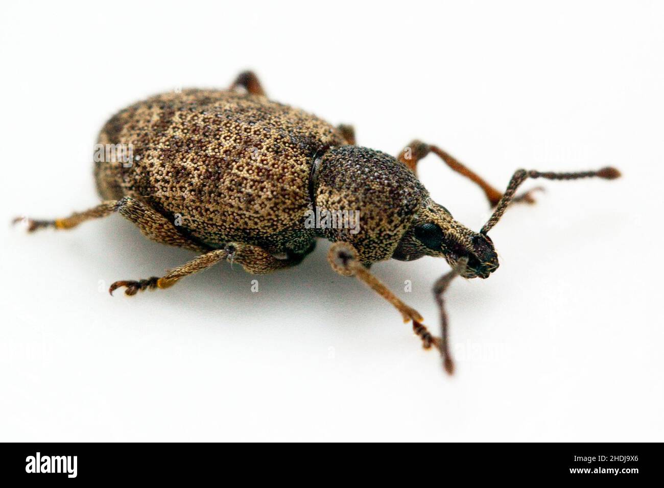 Black vine hi-res stock photography and images - Alamy