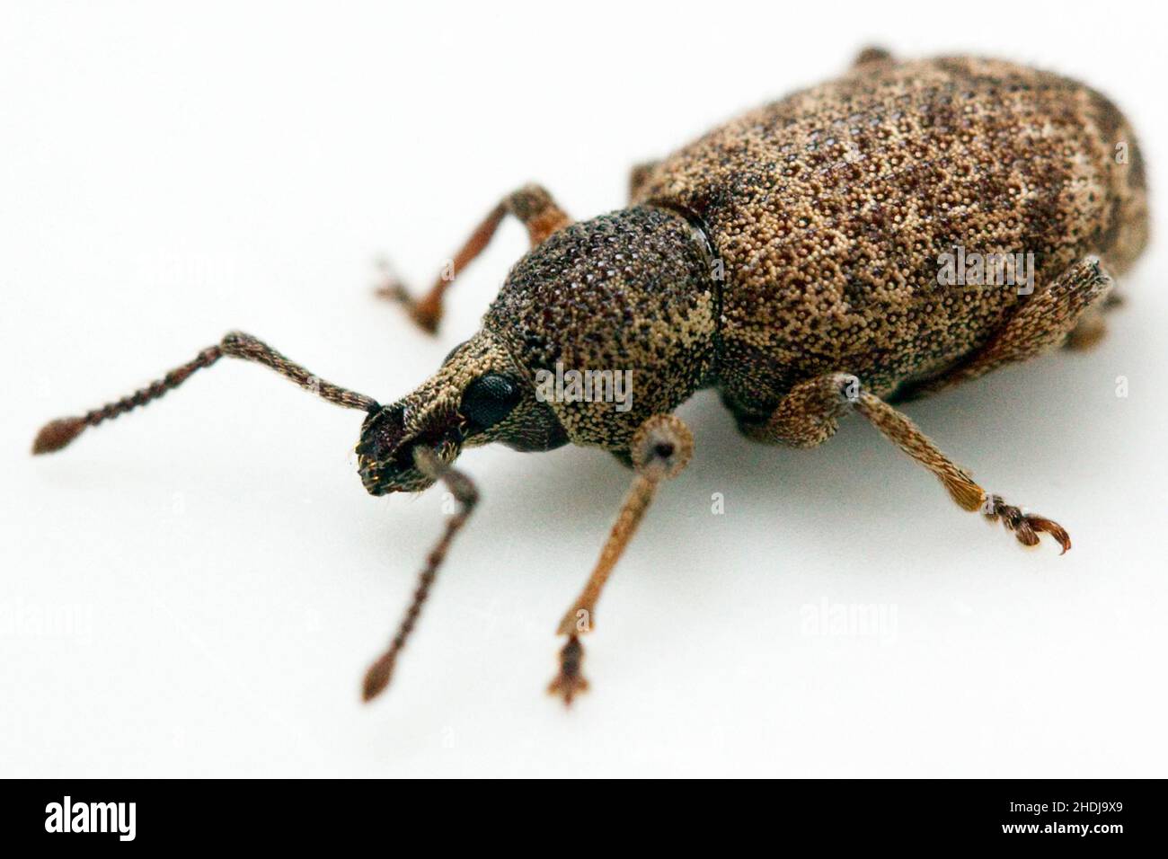 Weevil black beetle hi-res stock photography and images - Alamy