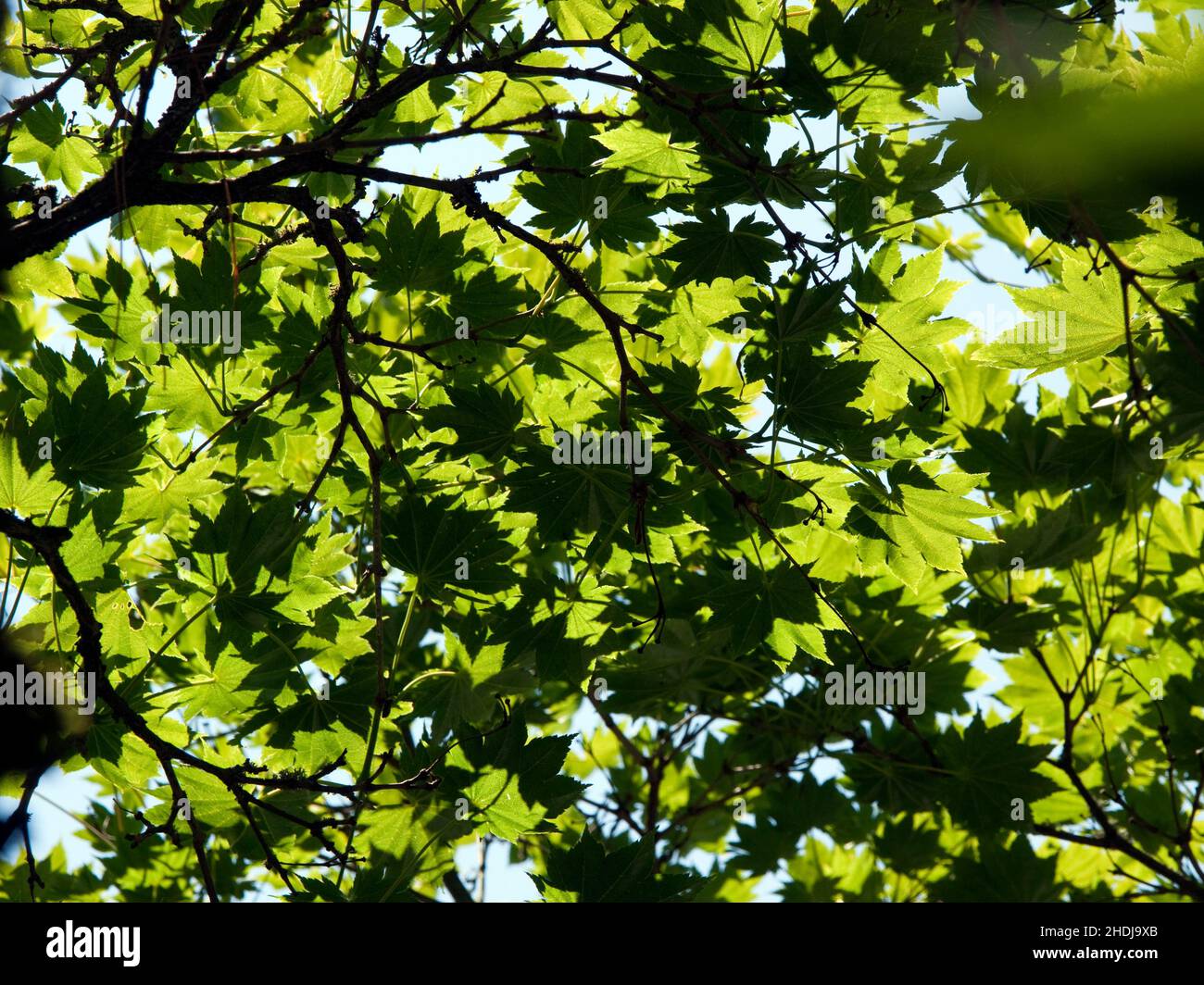 tree canopy, shirasawa's maple, tree canopies, acer shirasawanum ...