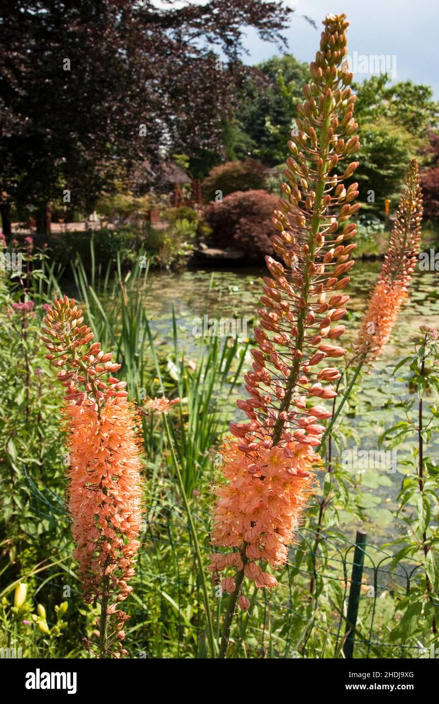 foxtail lilies, desert candles, eremurus Stock Photo - Alamy