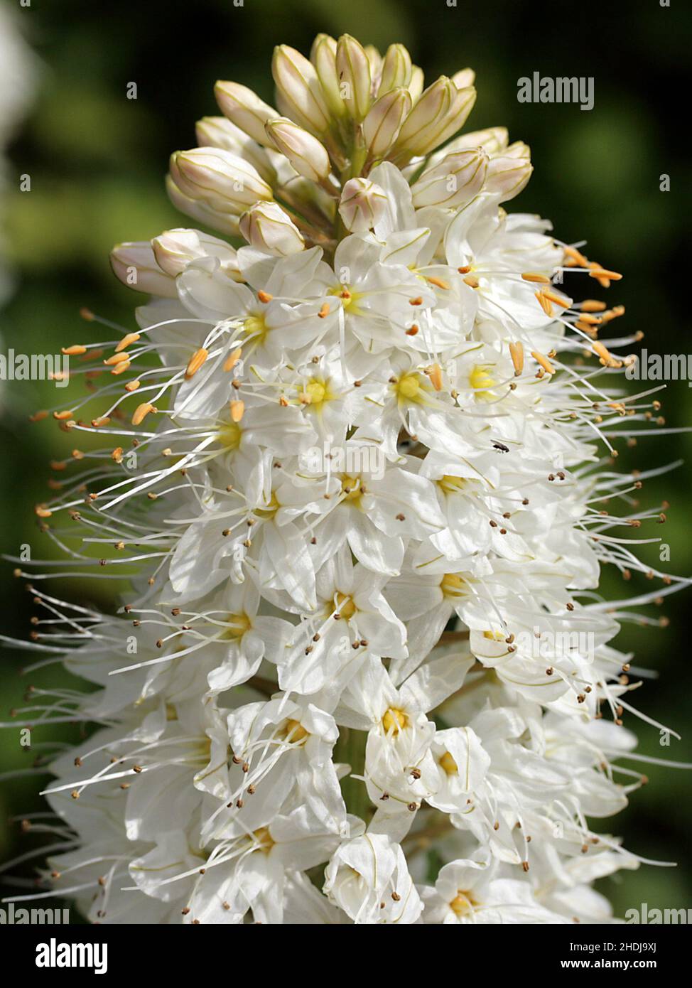 Eremurus himalaicus hi-res stock photography and images - Alamy