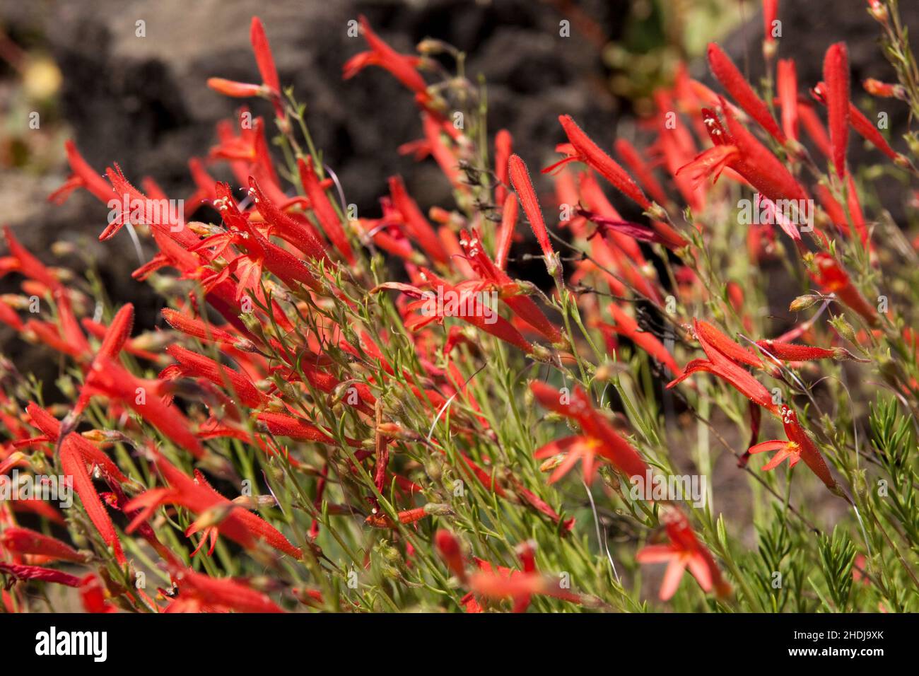 Penstemon pinifolius hi-res stock photography and images - Alamy