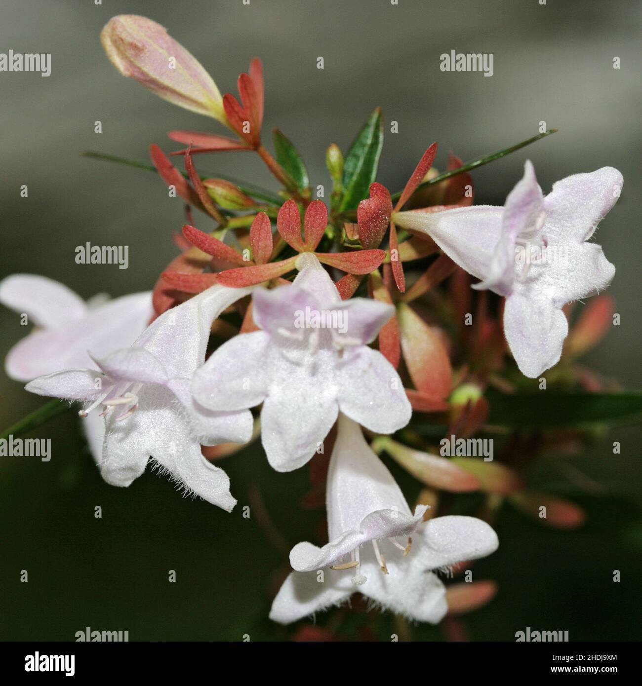 glossy abelia, abelia × grandiflora Stock Photo - Alamy
