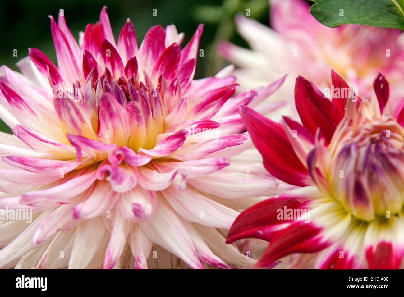 semi cactus dahlia Stock Photo - Alamy