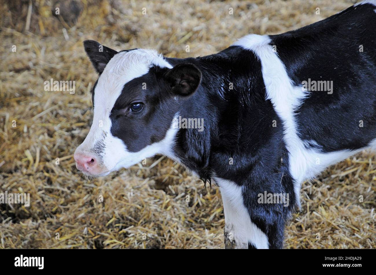 Black calfs hi-res stock photography and images - Alamy