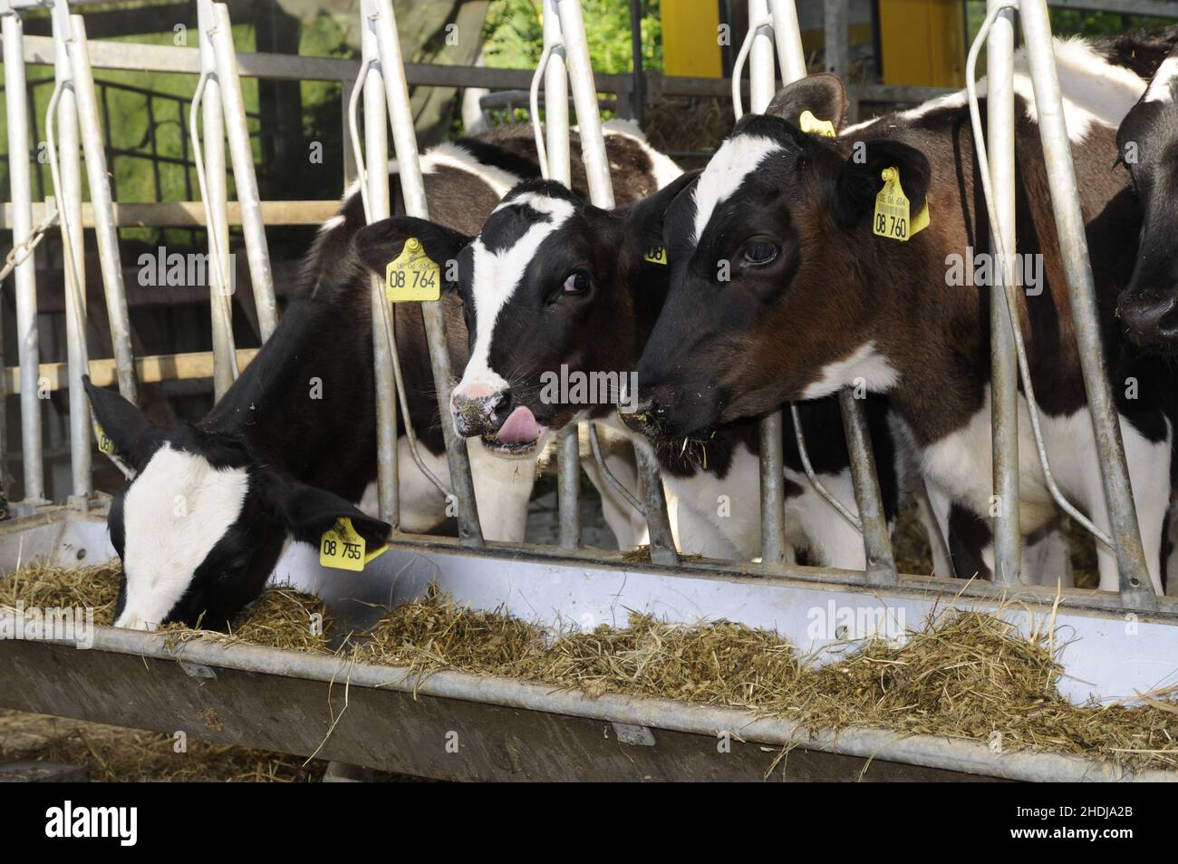 cattle, cow shed, cattles, livestock, cowsheds Stock Photo - Alamy