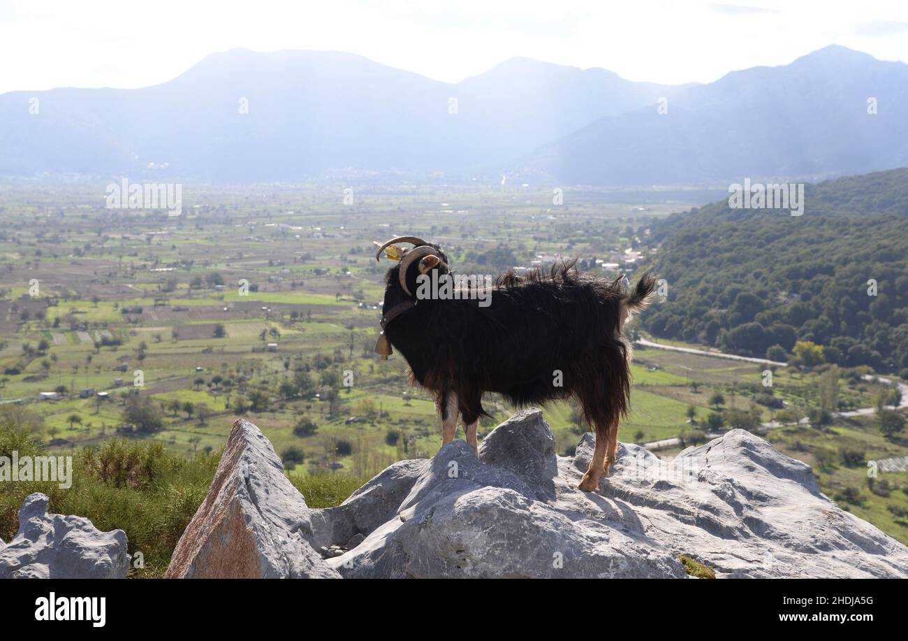 crete, mountain goat, lasithi plateau, cretes, mountain goats Stock ...