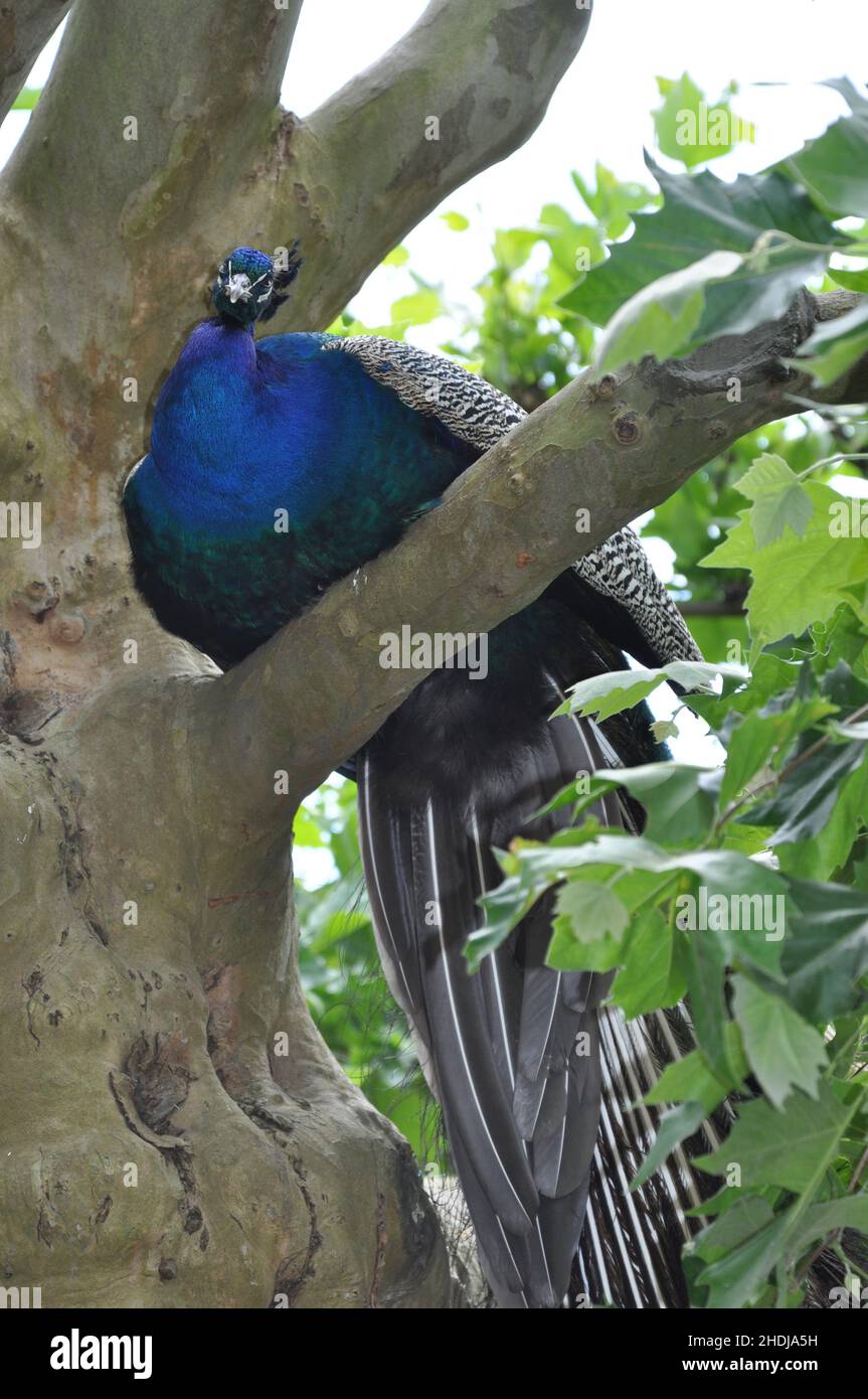 Peacock sitting tree hi-res stock photography and images - Alamy