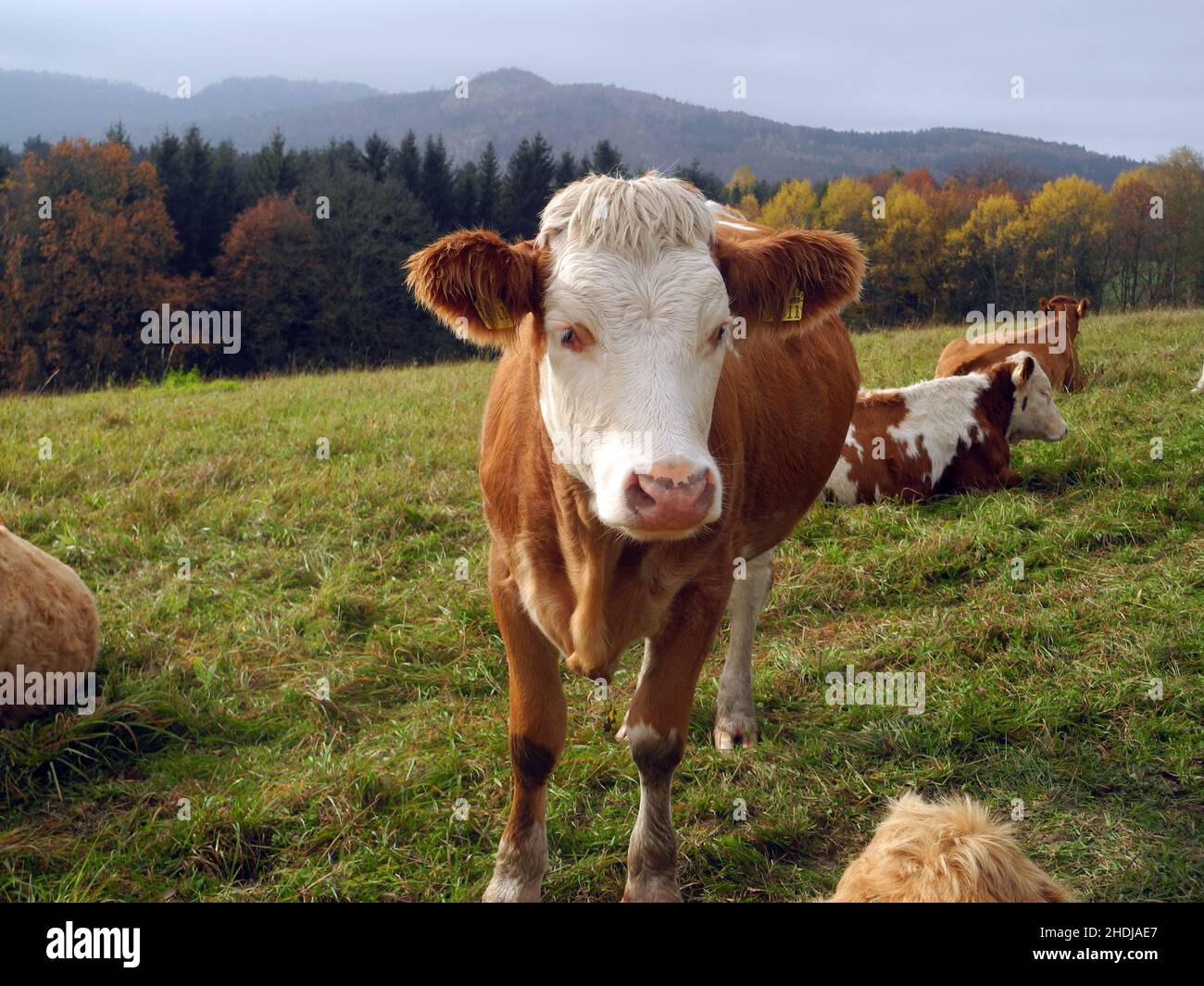 agriculture, cow, cow paddock, agricultures, cows, cow paddocks Stock ...