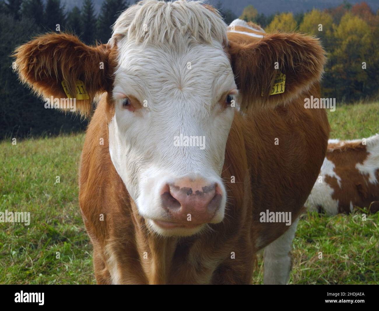 Cow full of colors hi-res stock photography and images - Alamy