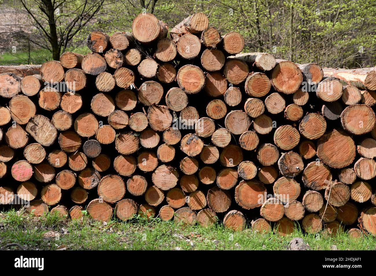 wood pile, tree trunks, wood logs, wood piles, tree trunk Stock Photo ...