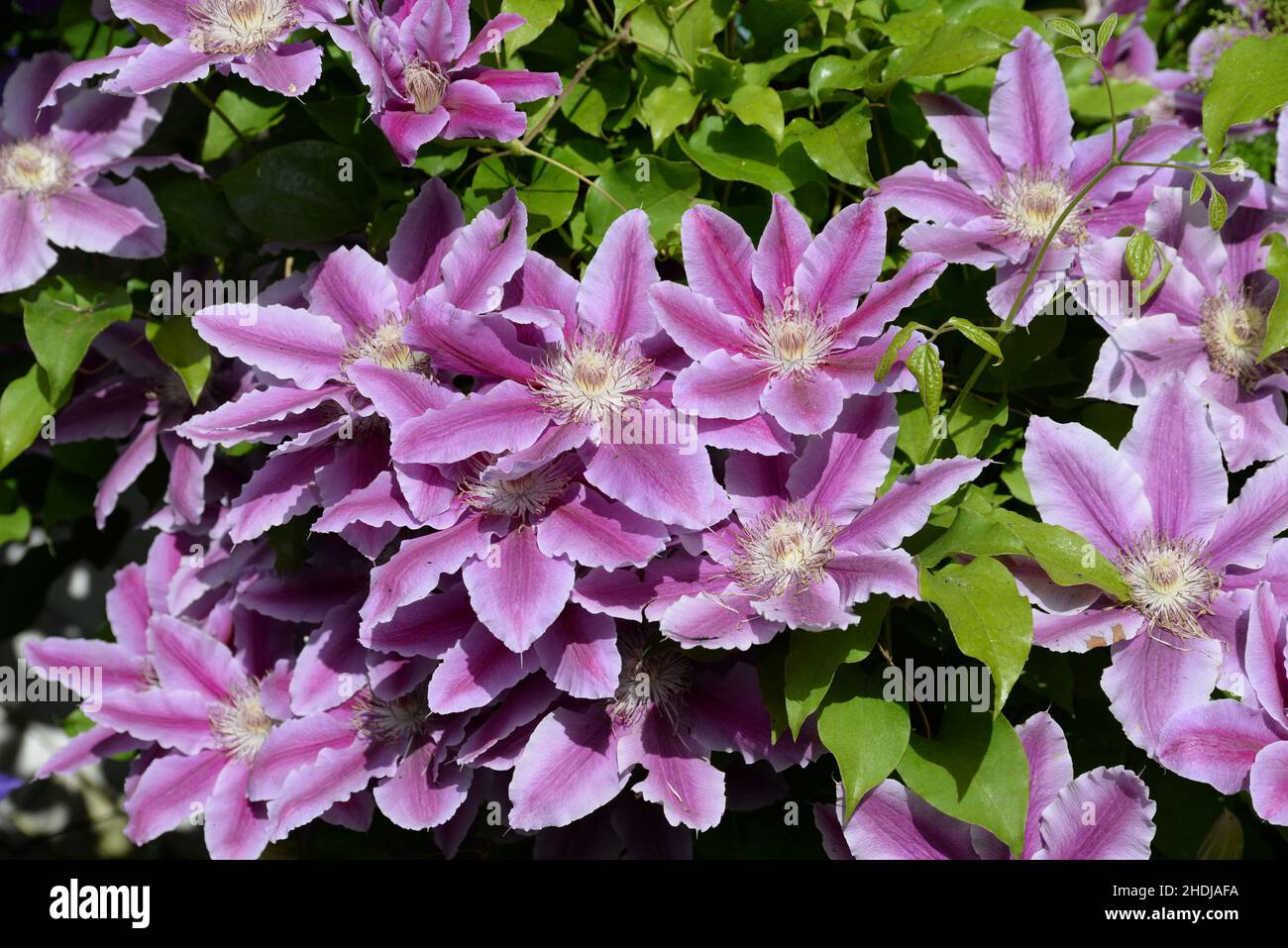 clematis, clematis bloom, clematis blooms Stock Photo - Alamy