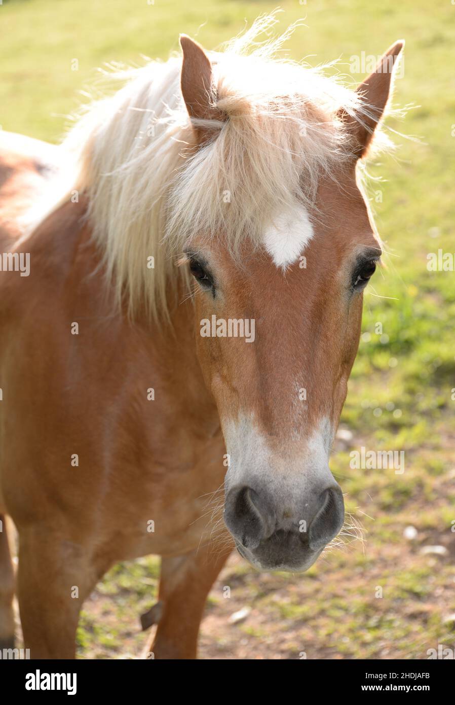 Haflingers hi-res stock photography and images - Alamy