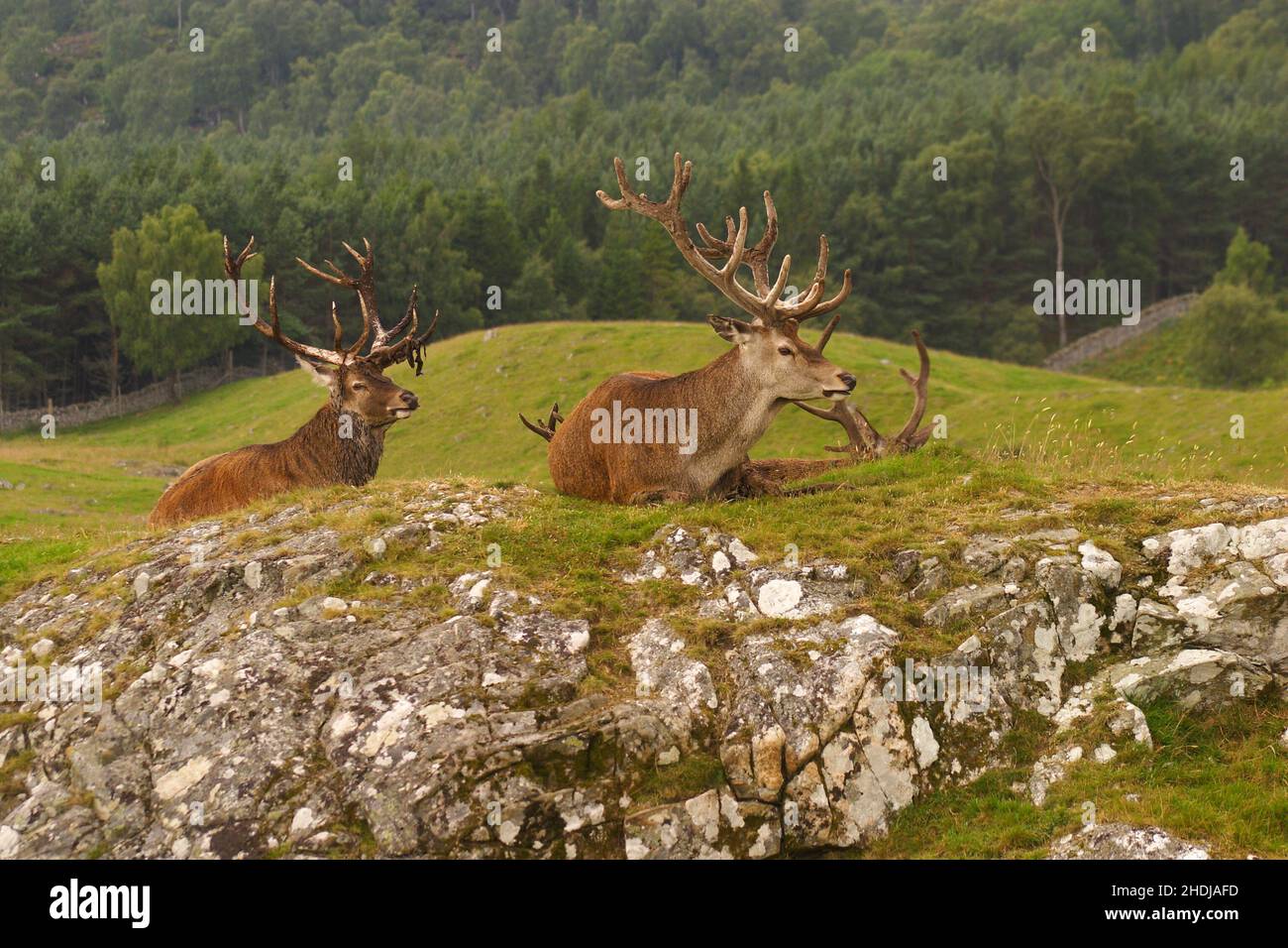 UK, Scotland, Scottish highlands. Red deer "royal" stags Stock Photo ...