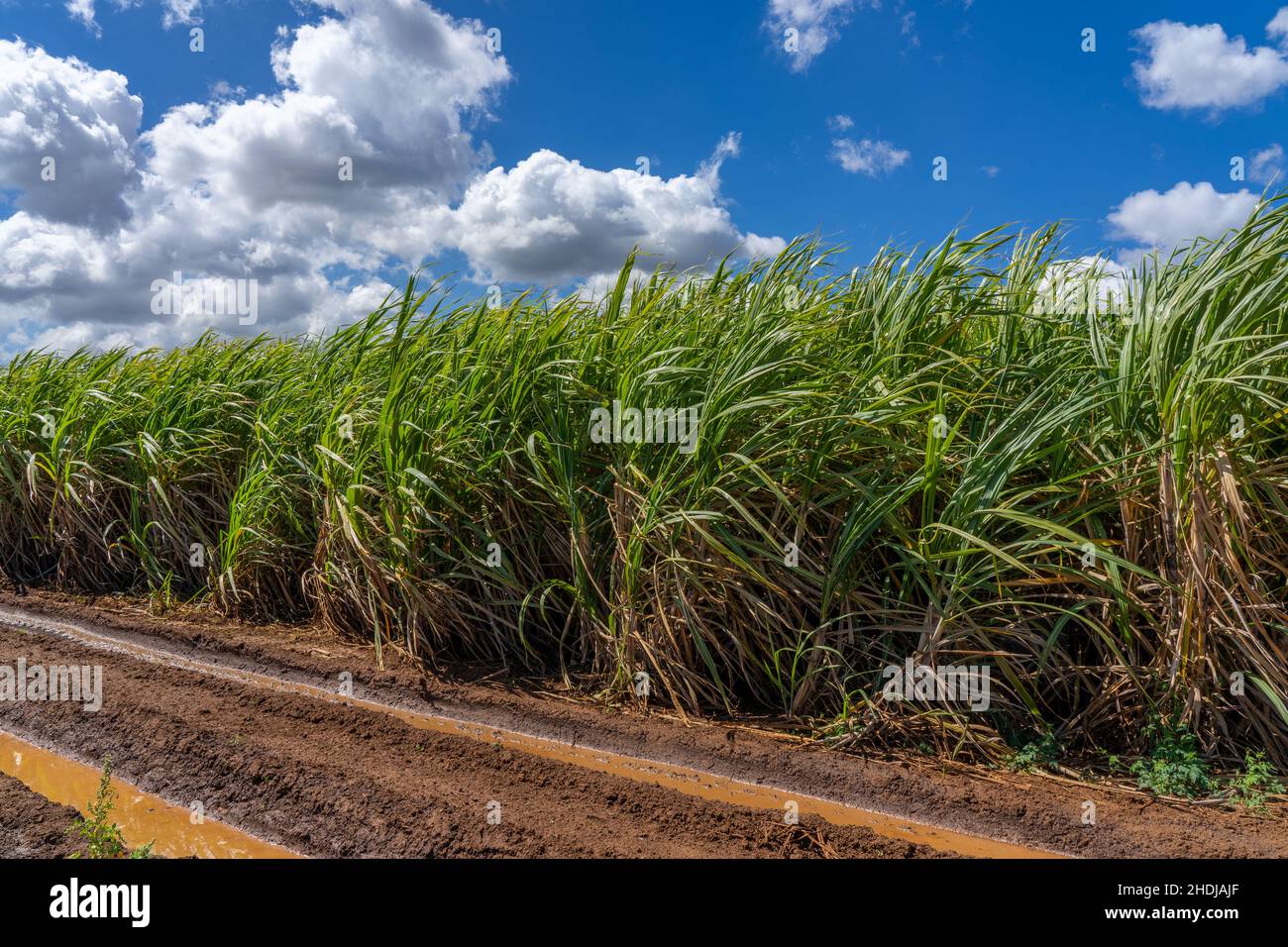 Sugar cane field with blue sky background. Sugarcane plantation on the ...