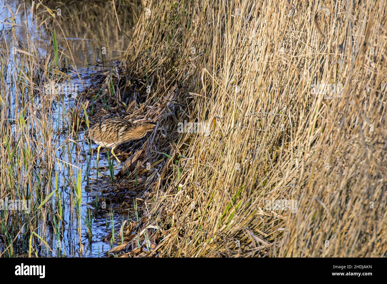 Eurasian bittern / great bittern (Botaurus stellaris) entering well ...