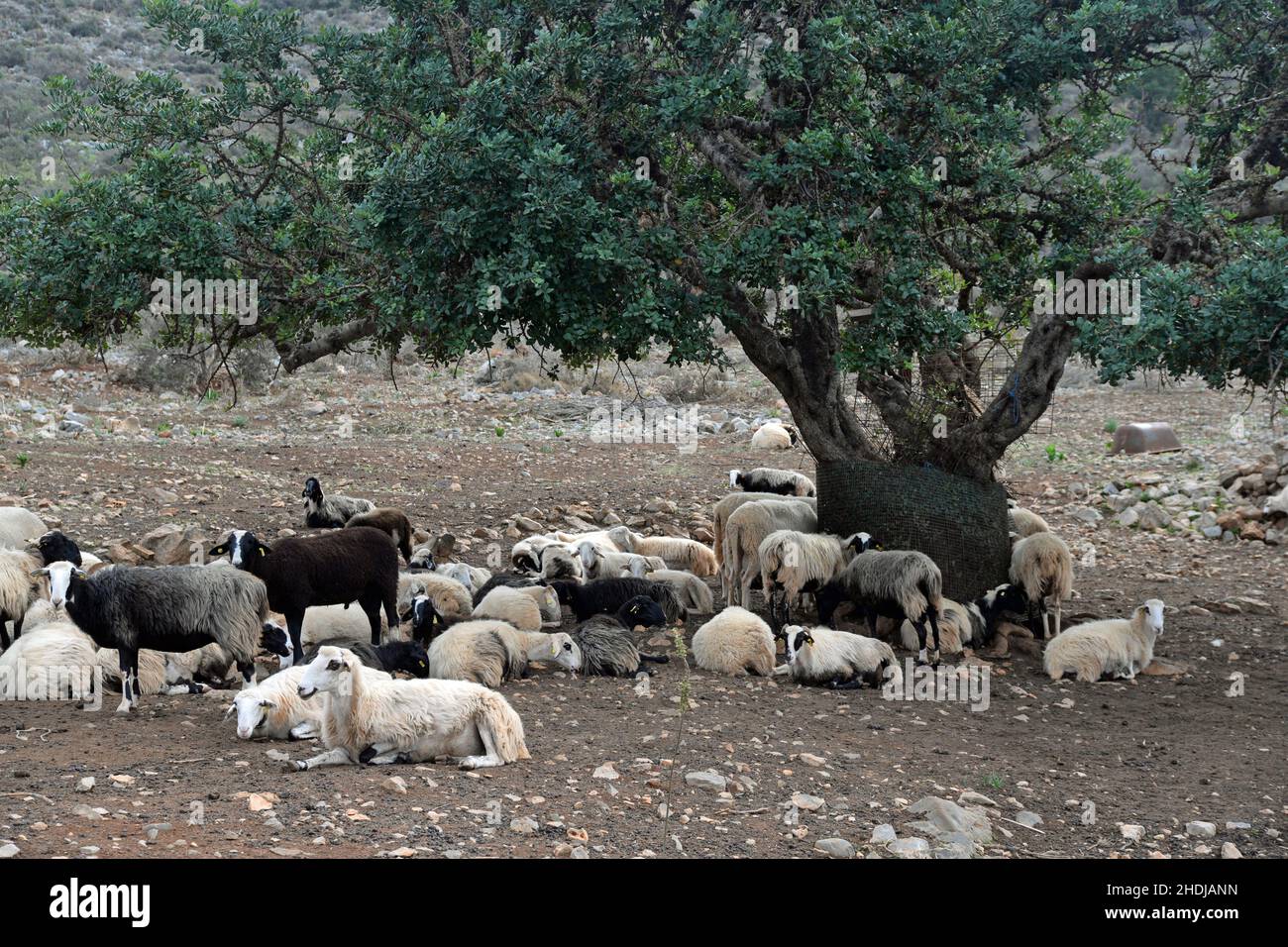 Mammals Of Crete High Resolution Stock Photography and Images - Alamy