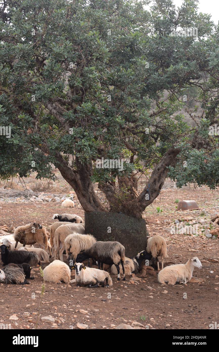 Olive tree sheep hi-res stock photography and images - Alamy