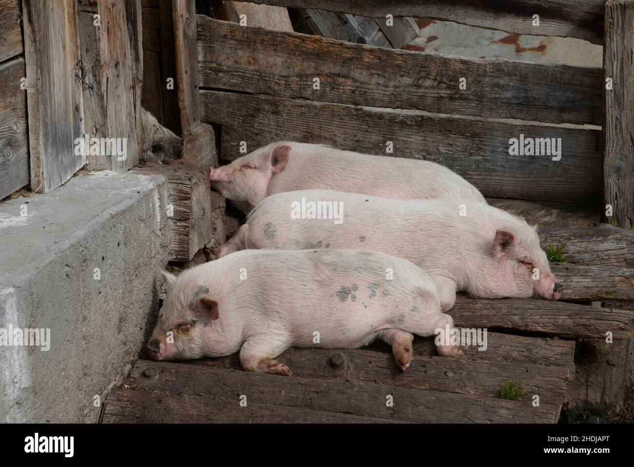 sleeping, domestic pig, sleep, to be asleep, to sleep, domestic pigs ...