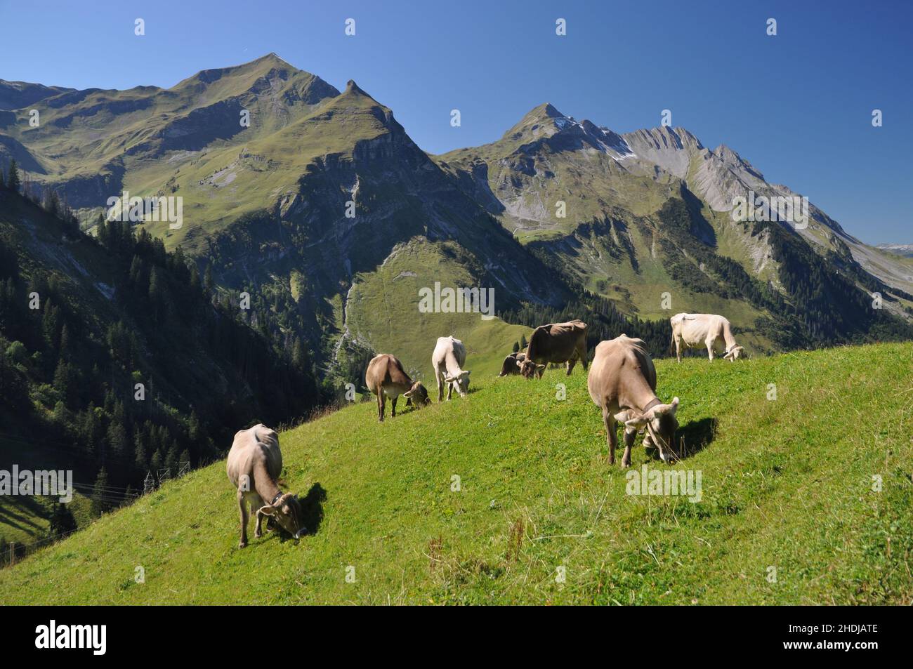 Alp pastures hi-res stock photography and images - Alamy