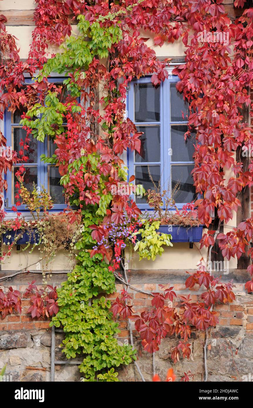 window, wild wine, windows, wild wines Stock Photo - Alamy