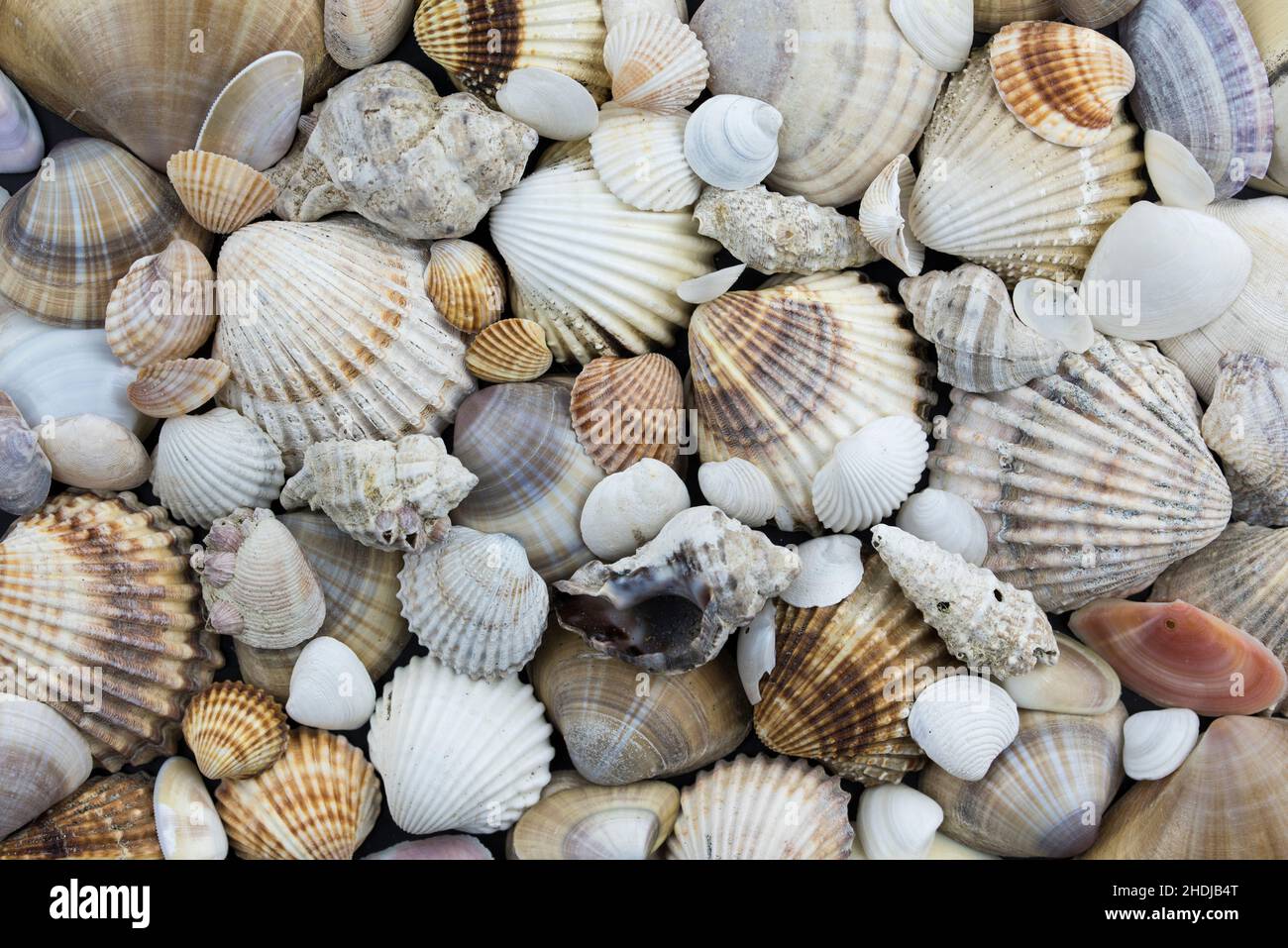 Assorted sea shells. Panels made of various shells Stock Photo - Alamy